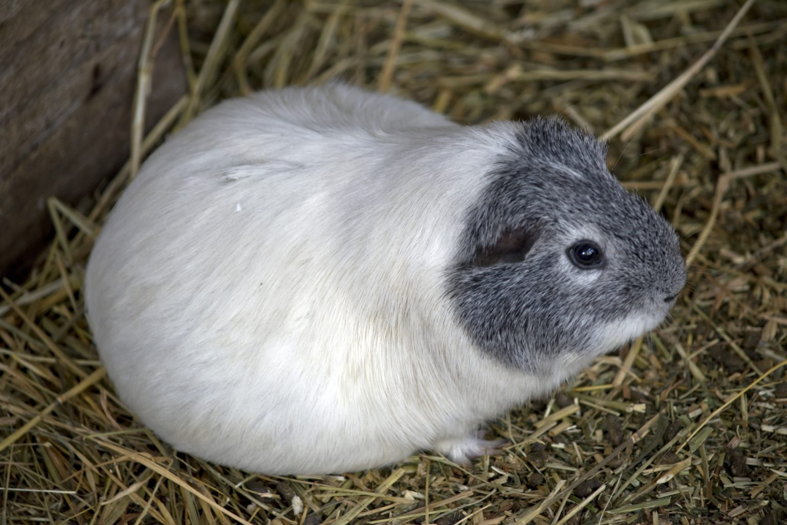 How Big Do Guinea Pigs Get? Average Size And Weight - Precisely Pets