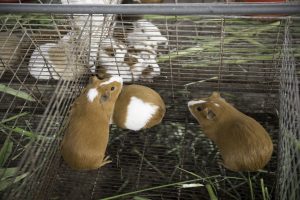 How Big Do Guinea Pigs Get? Average Size And Weight - Precisely Pets