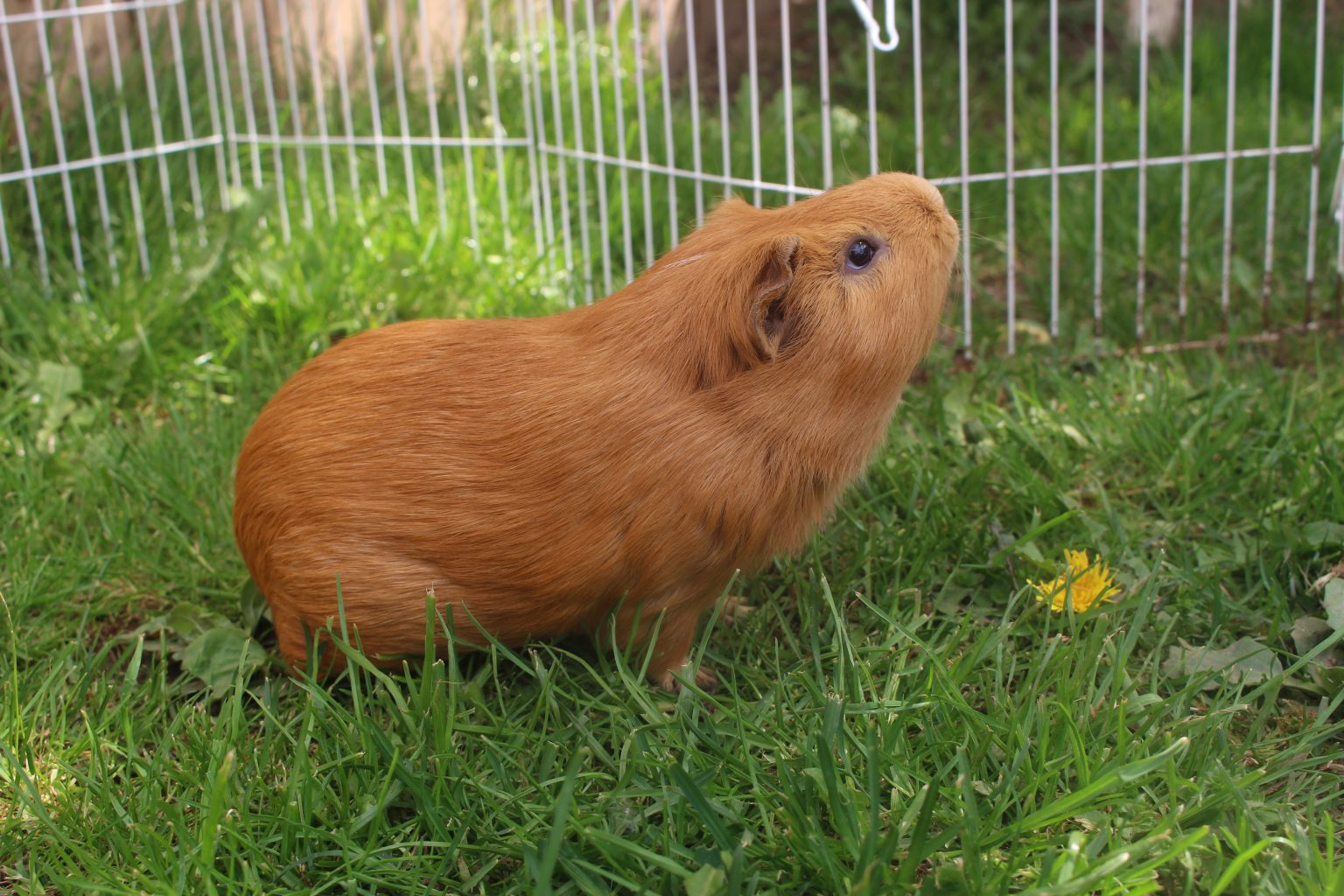 Do Guinea Pigs Have Tails? (Why Or Why Not) - Precisely Pets