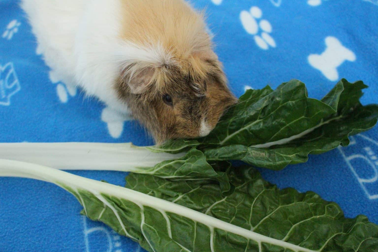 21 High Calcium Foods For Guinea Pigs (Best Foods For Baby Guinea Pigs ...
