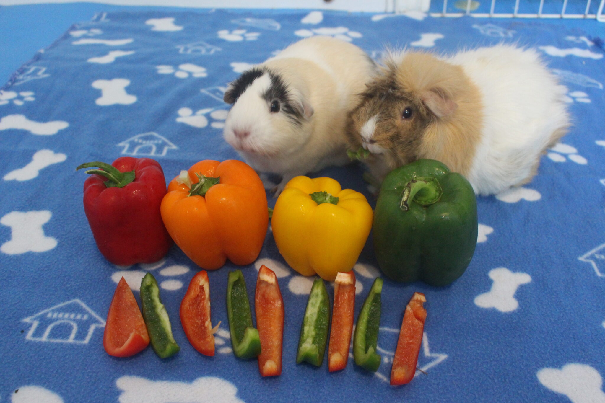 What Is A Guinea Pig's Age In Human Years? (Conversion Chart ...