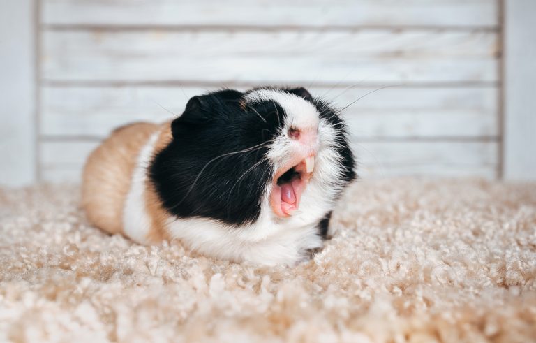 Do Guinea Pigs Bite? And How Hard Can They Bite? - Precisely Pets