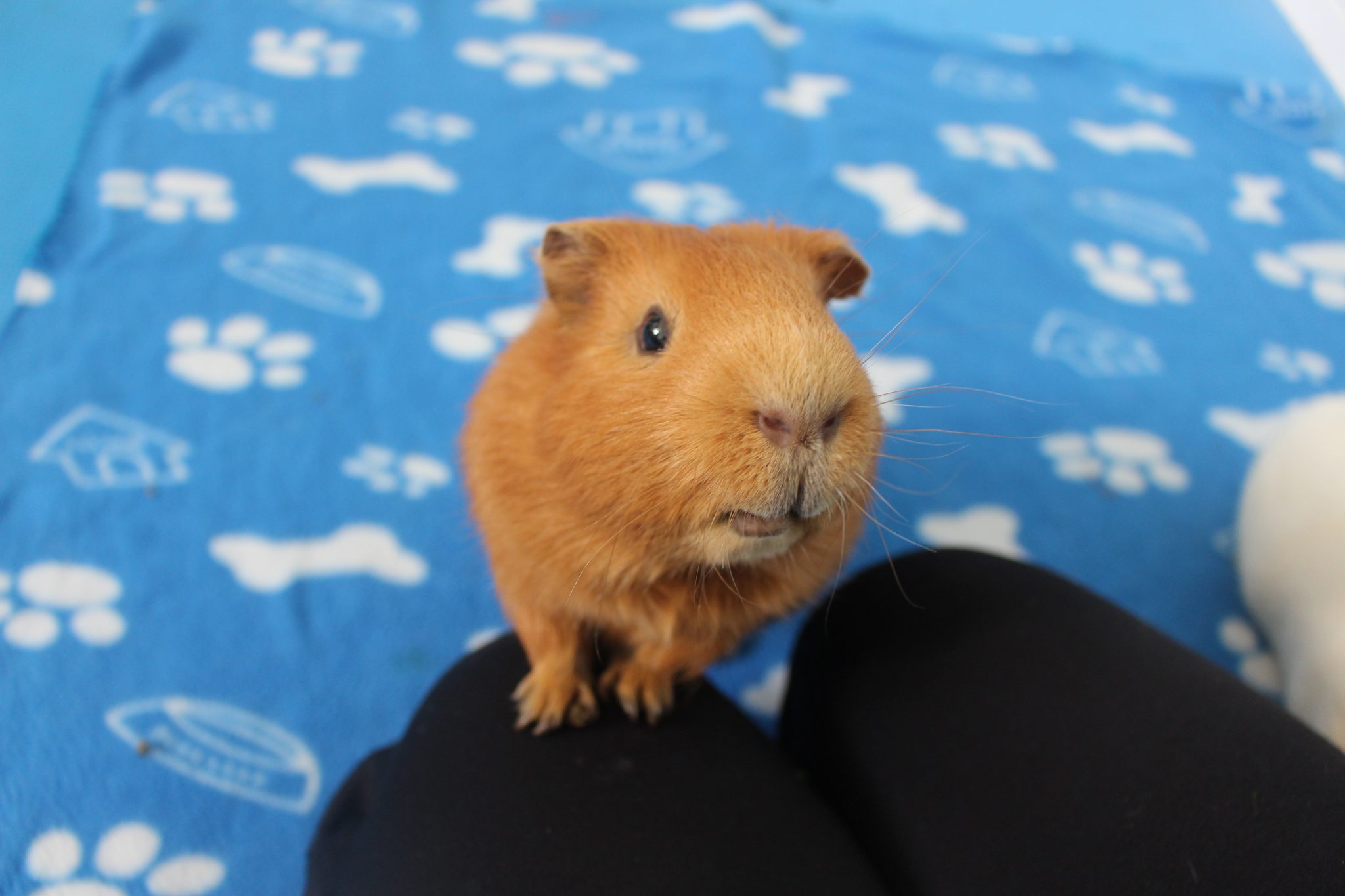 Why Do Guinea Pigs Chatter Their Teeth? (Anger, Fear, And Other Reasons ...