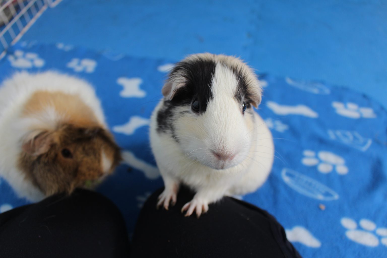 How Long Can Guinea Pigs Live? (Average Lifespan Of Guinea Pigs ...