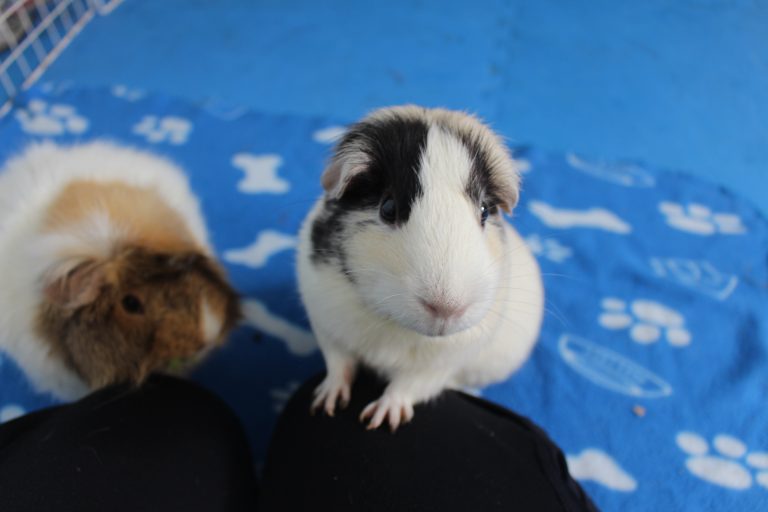 How Long Can Guinea Pigs Live? (Average Lifespan Of Guinea Pigs ...