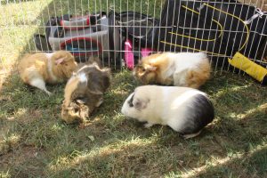 How To Tell When Your Guinea Pig Is Angry (7 Warning Signs) - Precisely ...