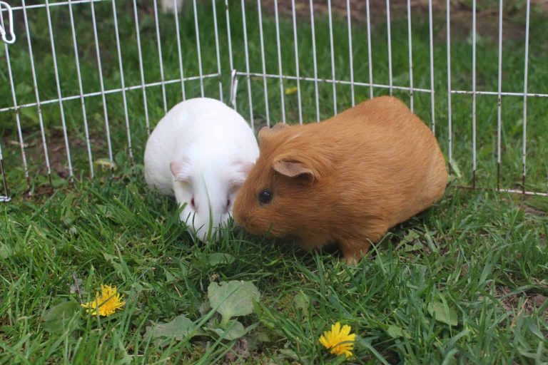 Guinea Pig Behavior Toward Each Other (What's Normal, What's Not ...