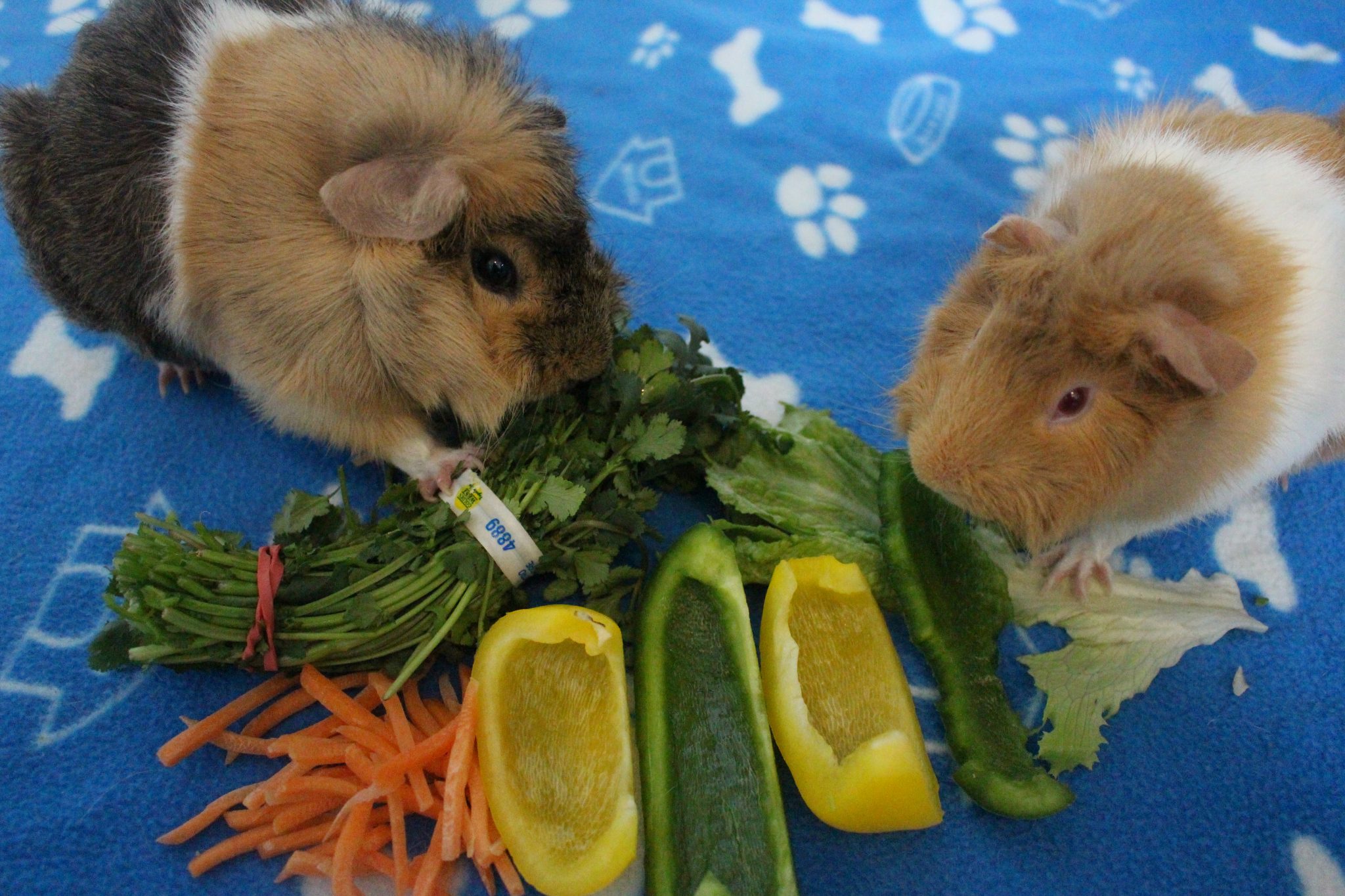 17 Foods For Guinea Pigs That Are High In Vitamin C - Precisely Pets