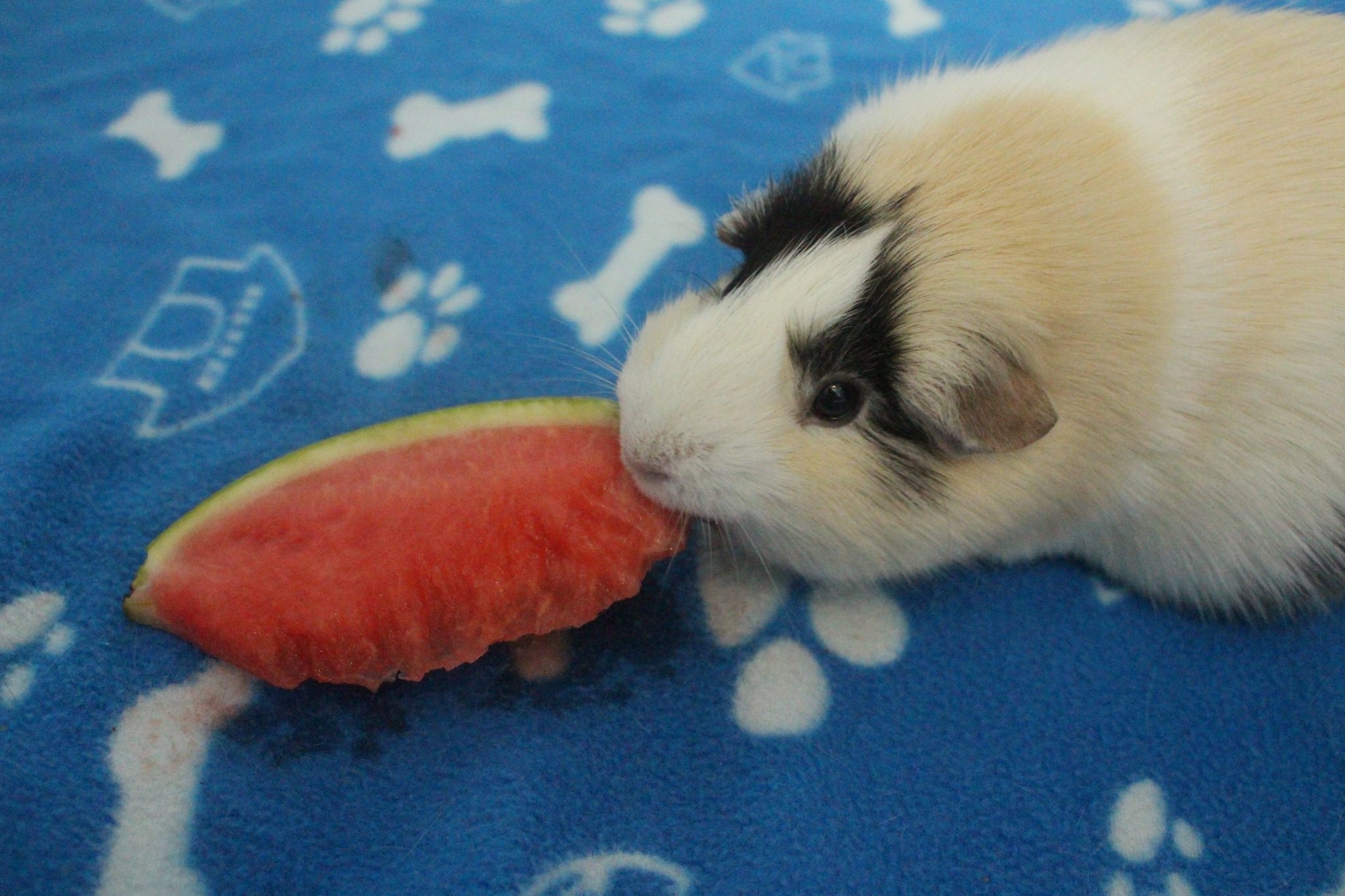 Fruits That Guinea Pigs Can Eat - Complete List (And What To Avoid ...