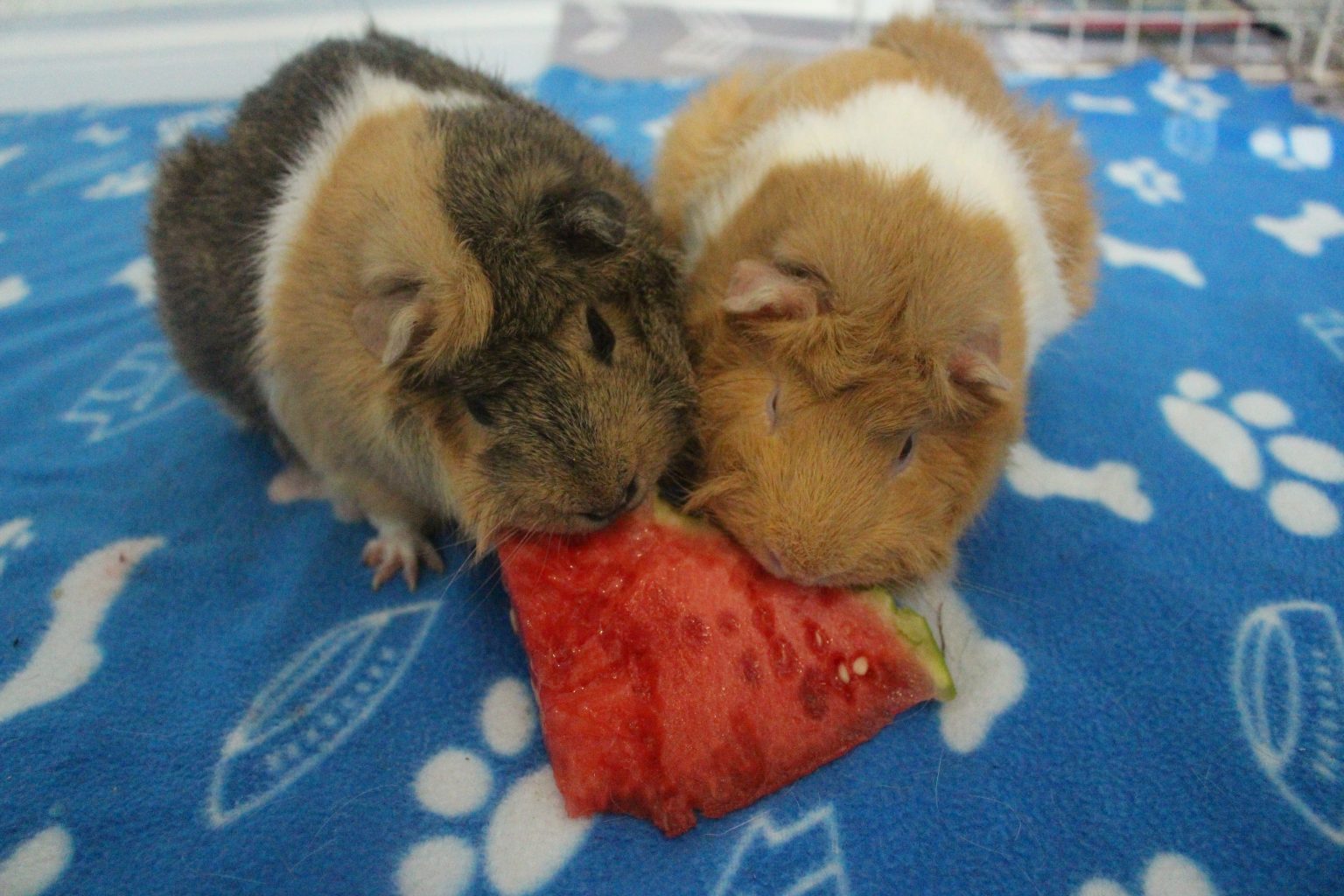 15 Favorite Foods That Guinea Pigs Love - Precisely Pets