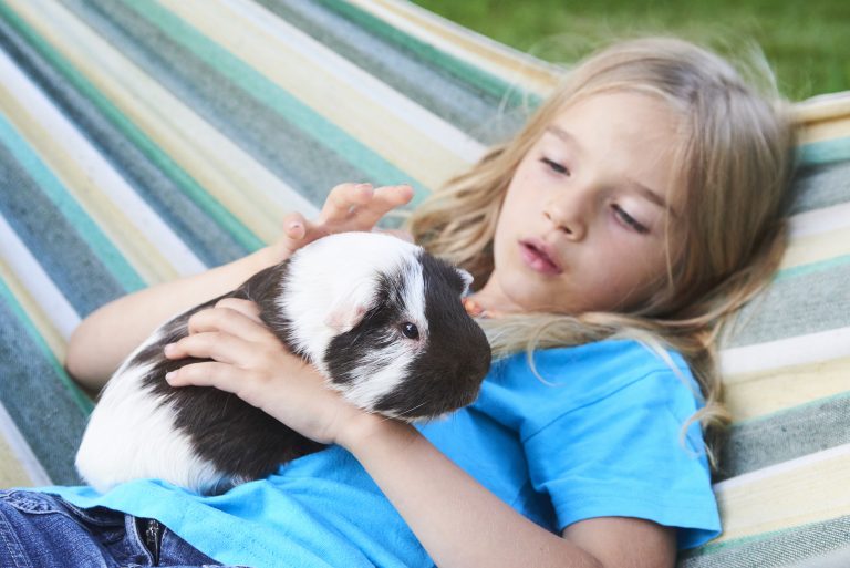 Why Do Guinea Pigs Purr? (At People, Other Guinea Pigs, Noises ...