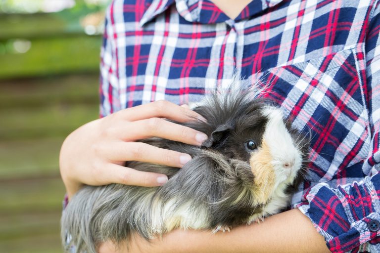 Why Do Guinea Pigs Chatter Their Teeth? (Anger, Fear, And Other Reasons ...