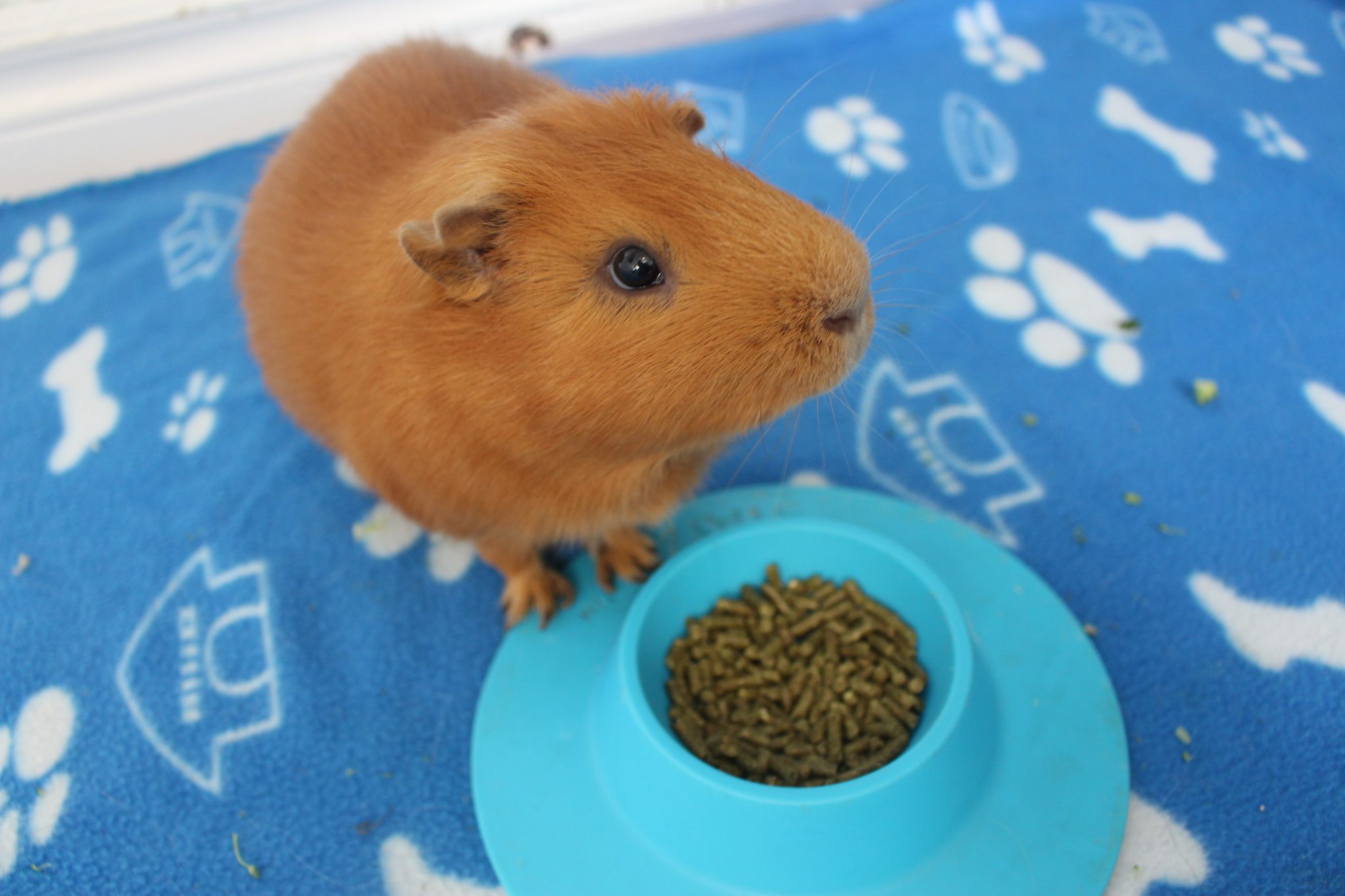 New Guinea Pig Supply Checklist (Things You Need For A New Guinea Pig ...