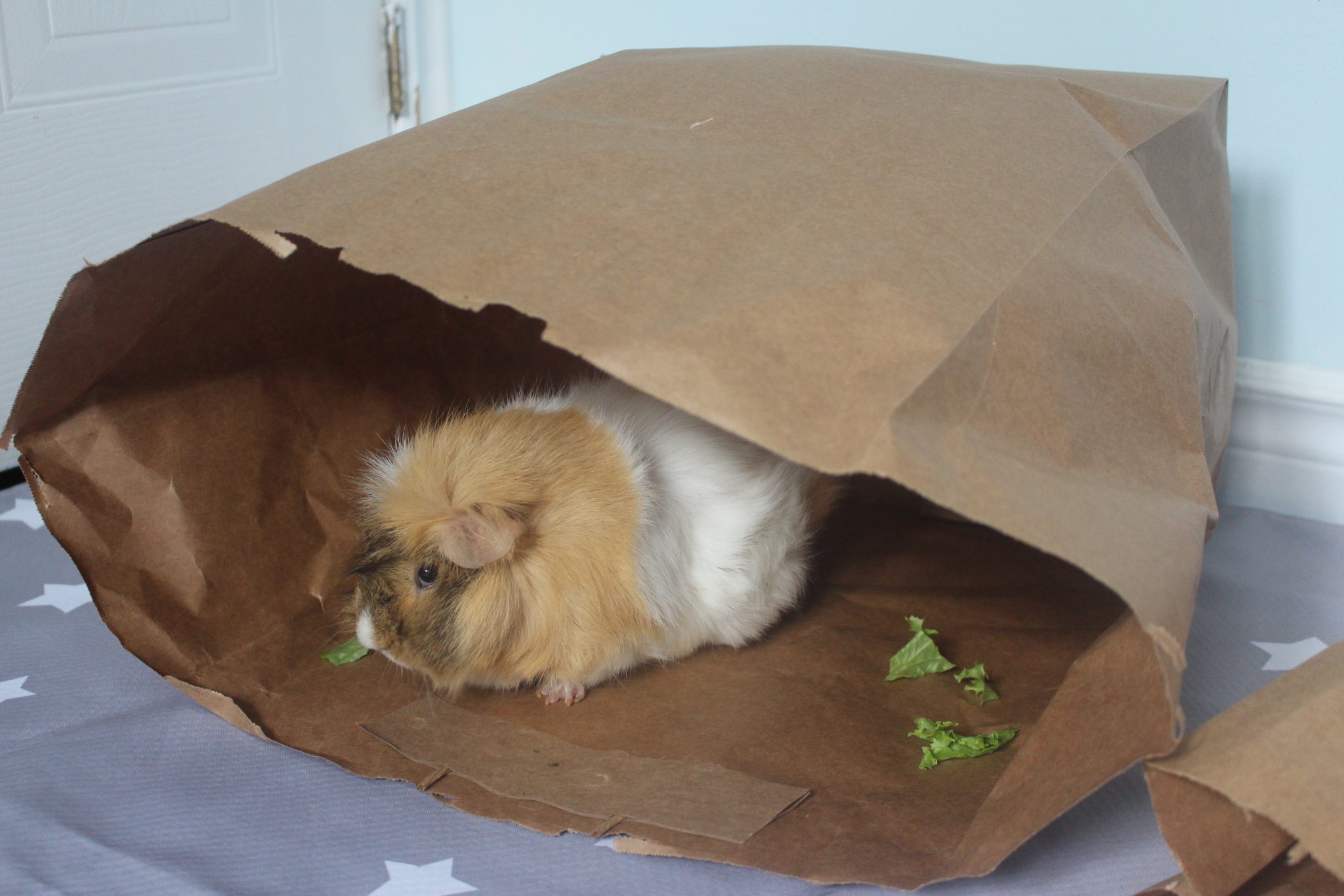 How To Tell If Your Guinea Pig Is Sad Or Depressed (10 Signs And What ...