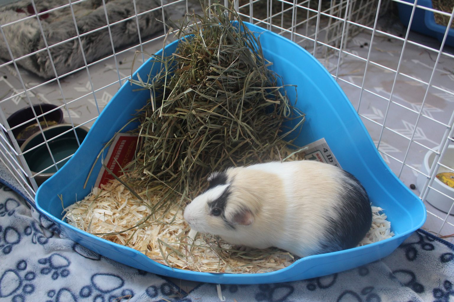 New Guinea Pig Supply Checklist (Things You Need For A New Guinea Pig ...