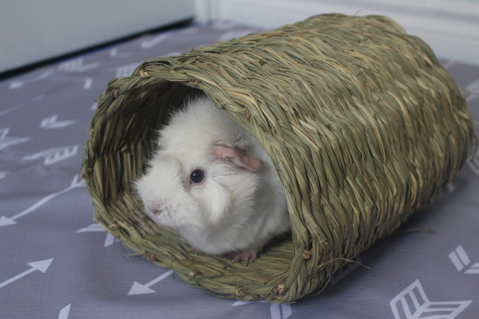 Guinea Pig Enrichment Ideas & Toys - Precisely Pets