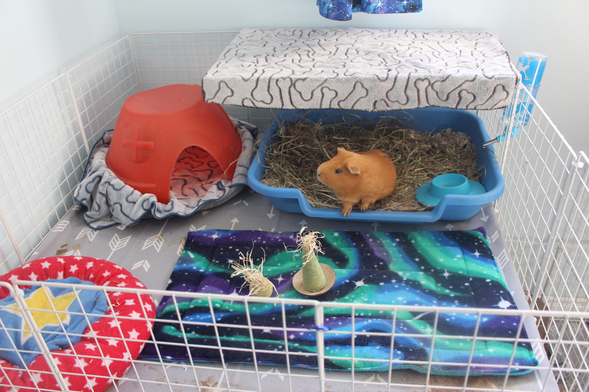 Guinea Pig Enrichment Ideas & Toys - Precisely Pets