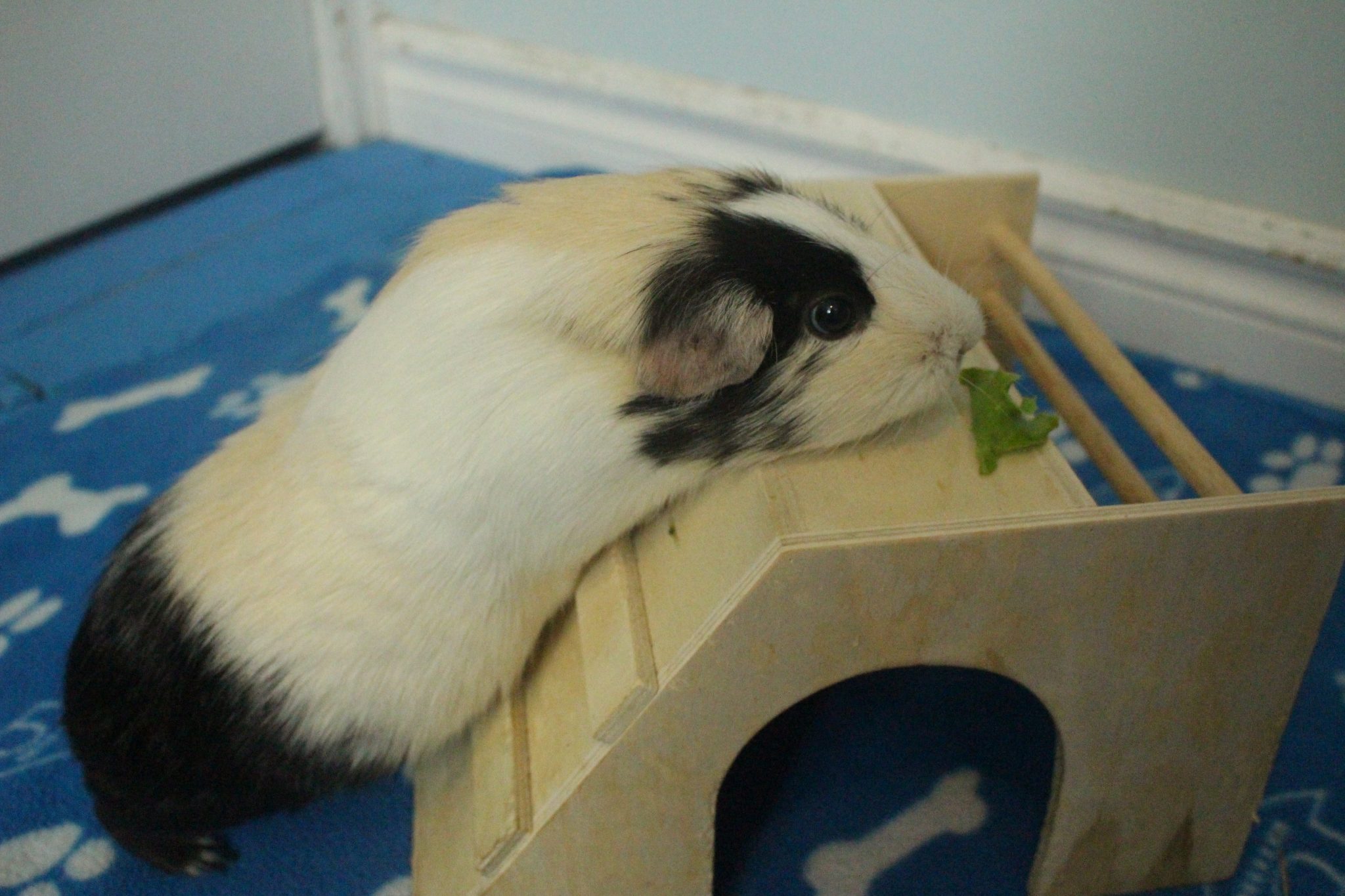 Guinea Pig Enrichment Ideas & Toys - Precisely Pets