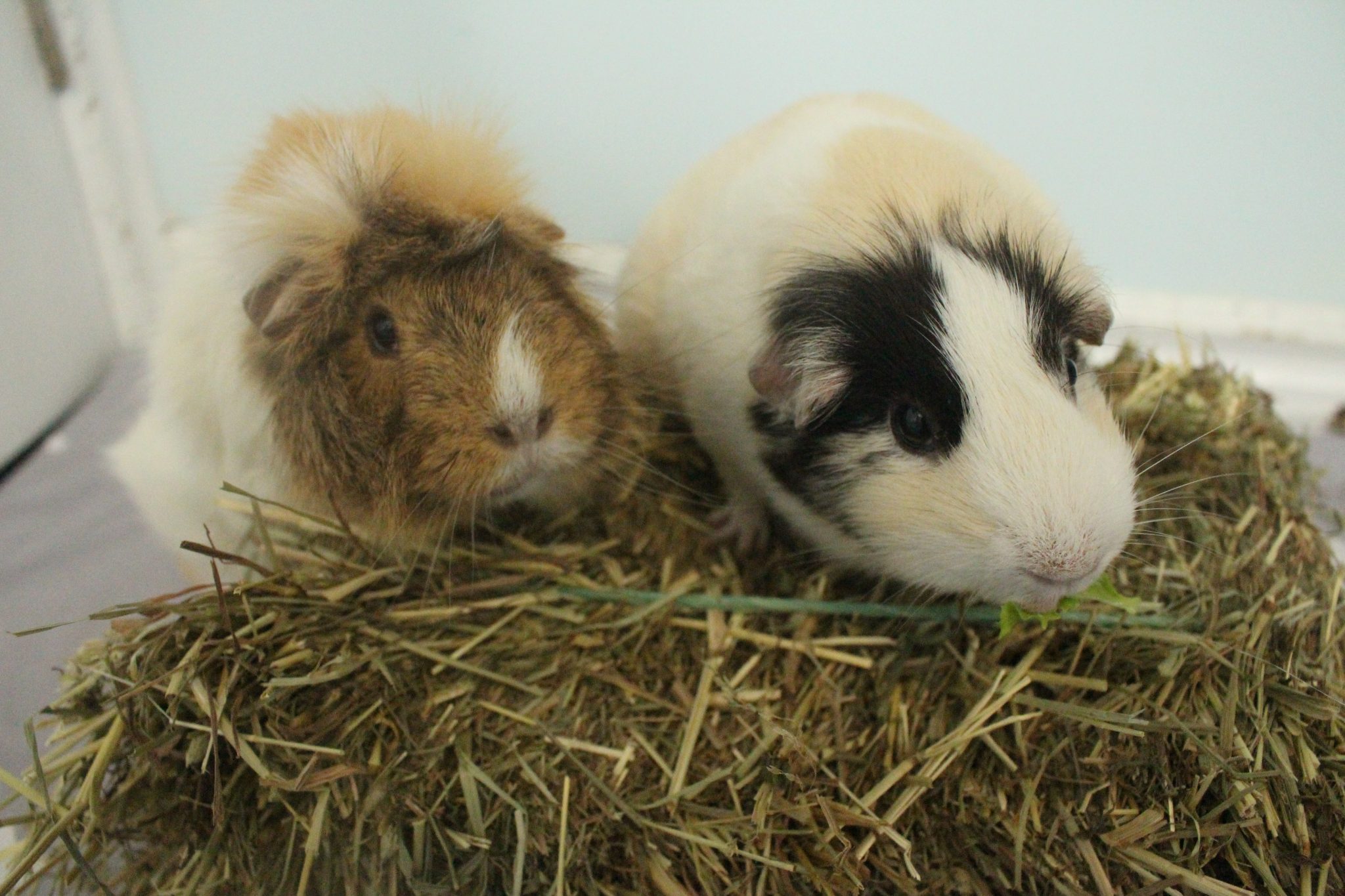 Best Type Of Hay For Guinea Pigs (First Cut, Second Cut, Timothy ...