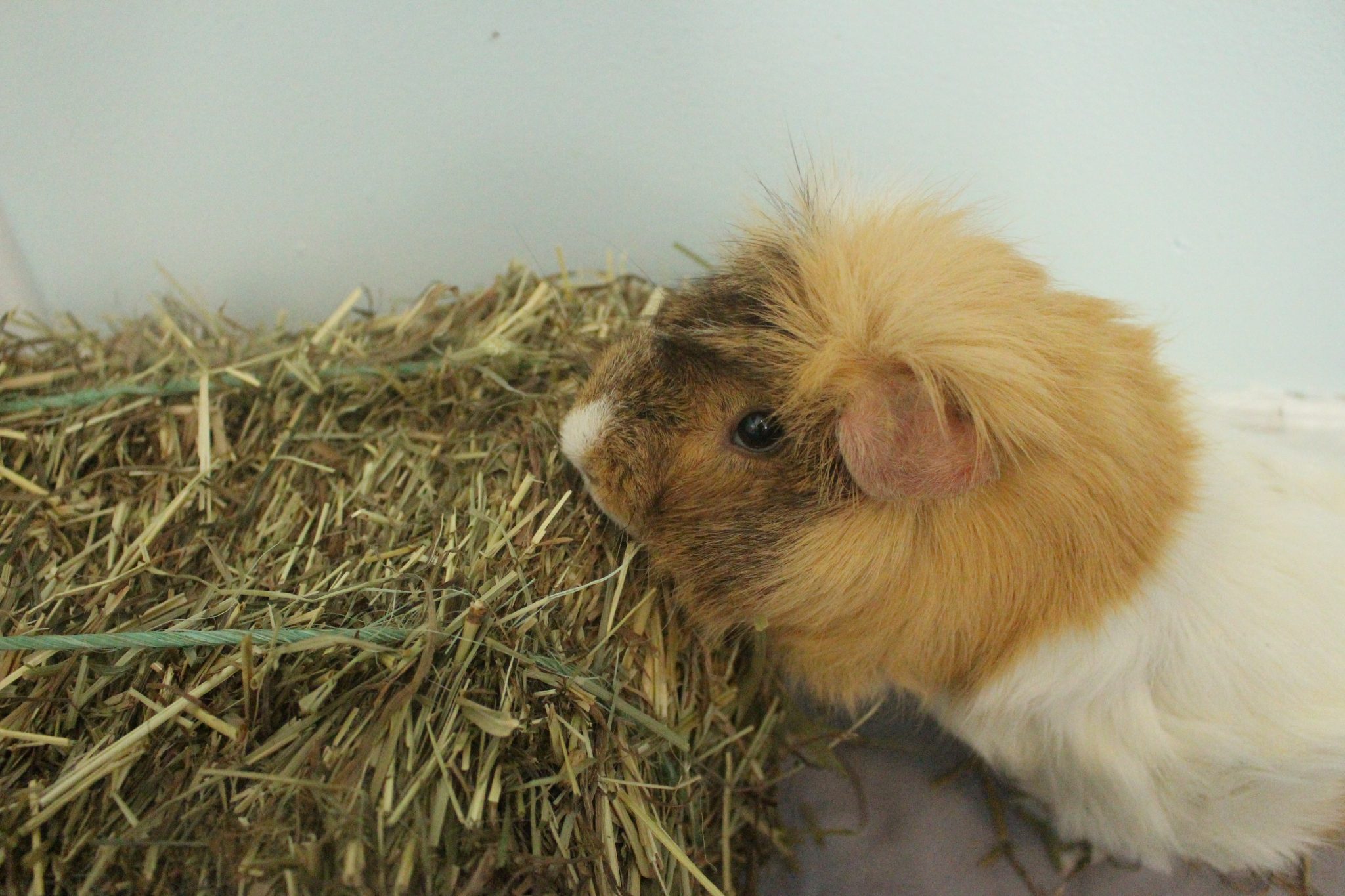 Best Type Of Hay For Guinea Pigs (First Cut, Second Cut, Timothy ...