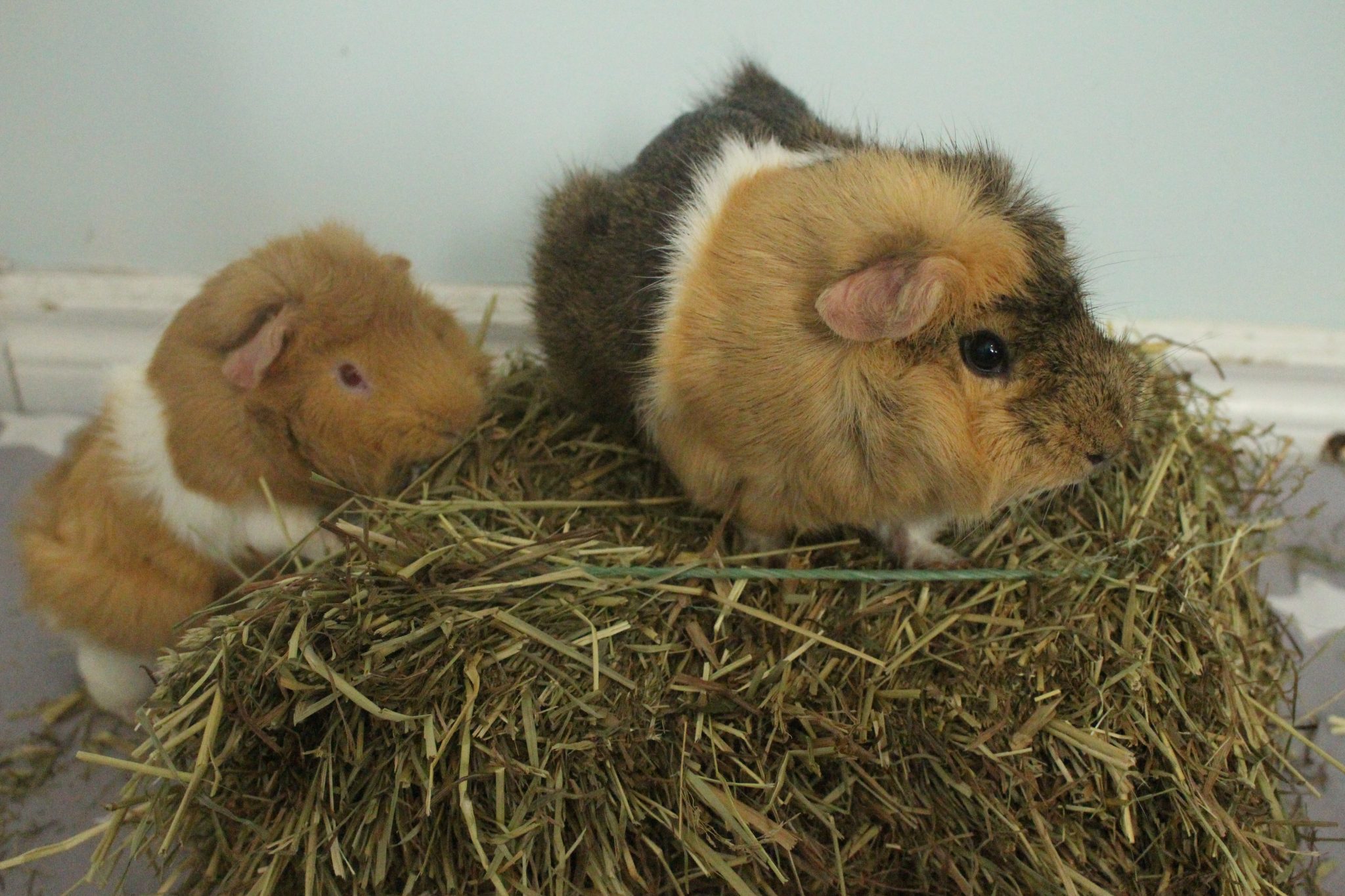 Best Type Of Hay For Guinea Pigs (First Cut, Second Cut, Timothy ...