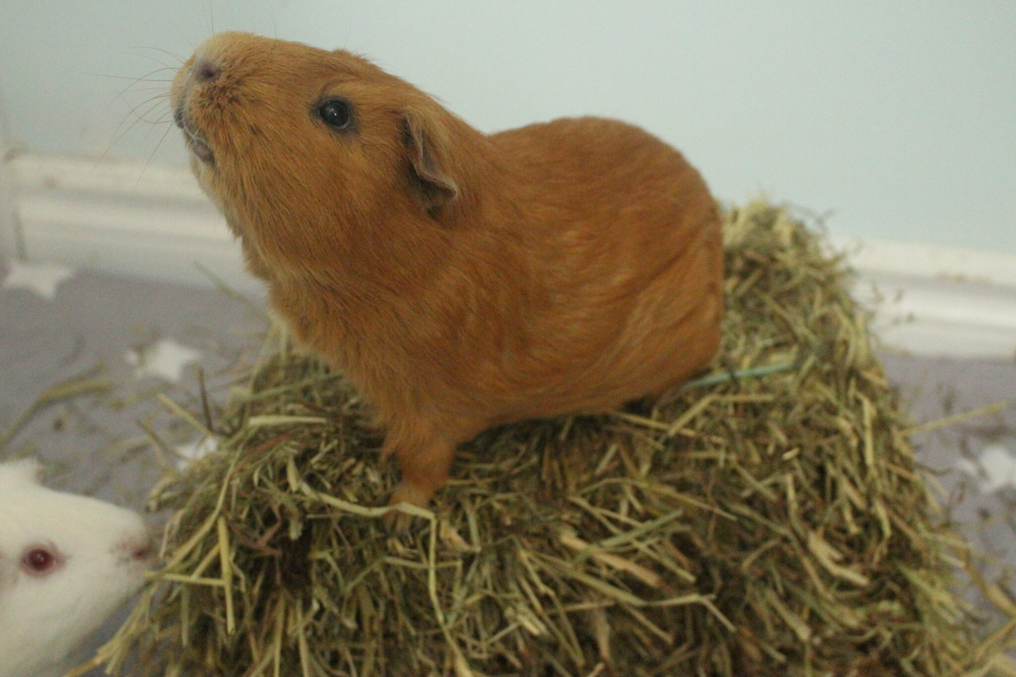 Can Guinea Pigs Eat Grass? (From Outside, Cat Grass, Wheatgrass ...