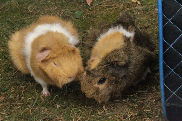 How To Tell If Your Guinea Pig Is Sad Or Depressed (10 Signs And What ...