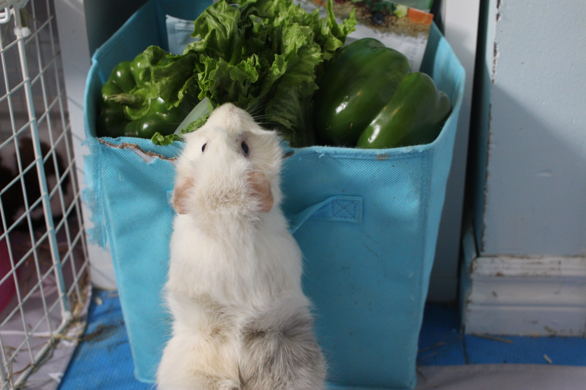 How To Tell If Your Guinea Pig Is Sad Or Depressed (10 Signs And What ...