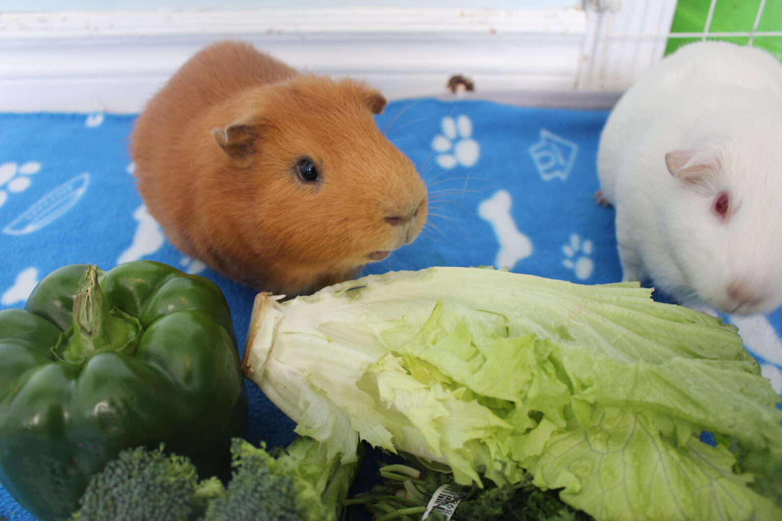 8 Guinea Pig Sounds And What They Mean - Precisely Pets