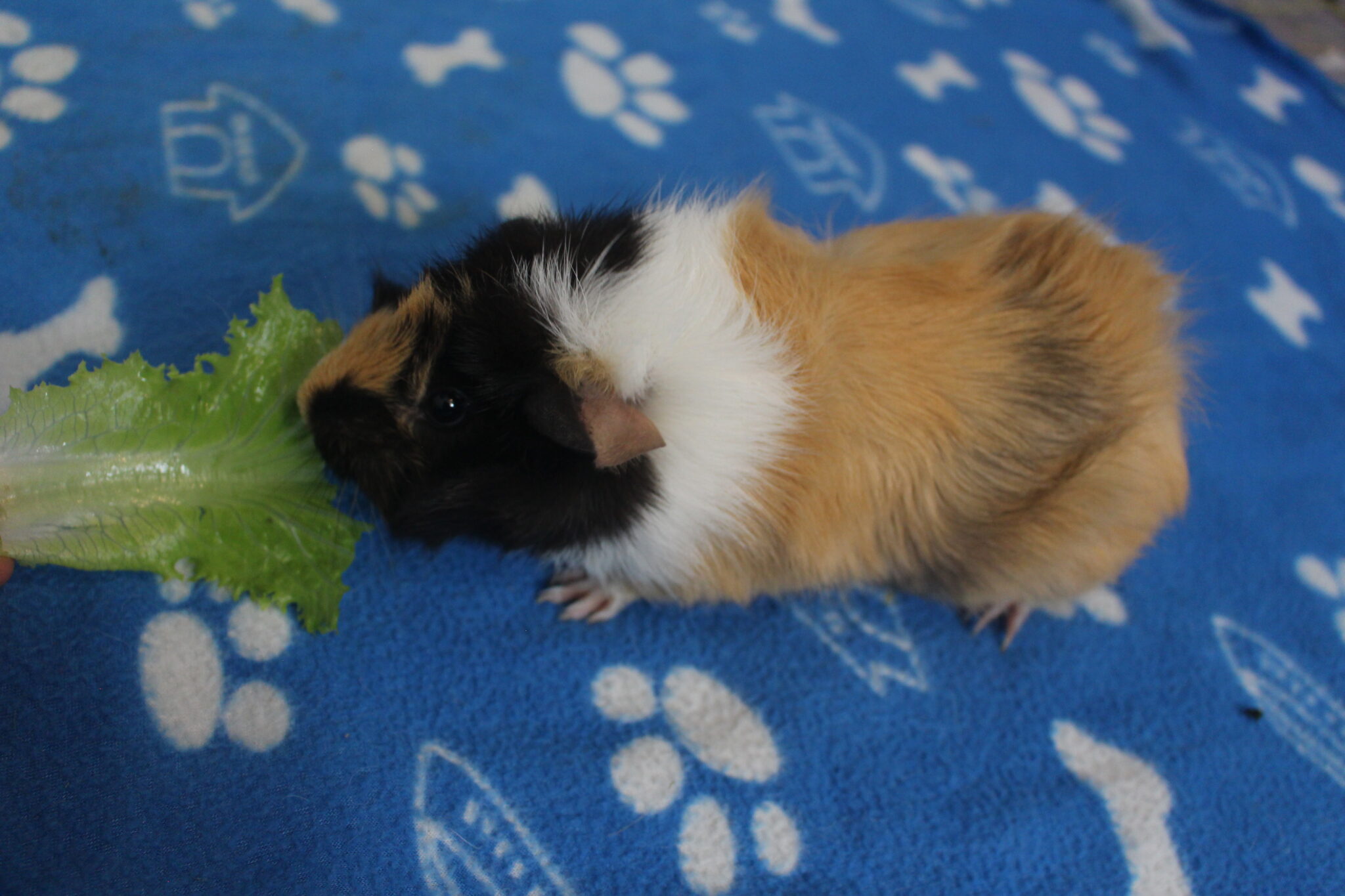 How To Tell If Your Guinea Pig Is Happy (10 Telltale Signs ...
