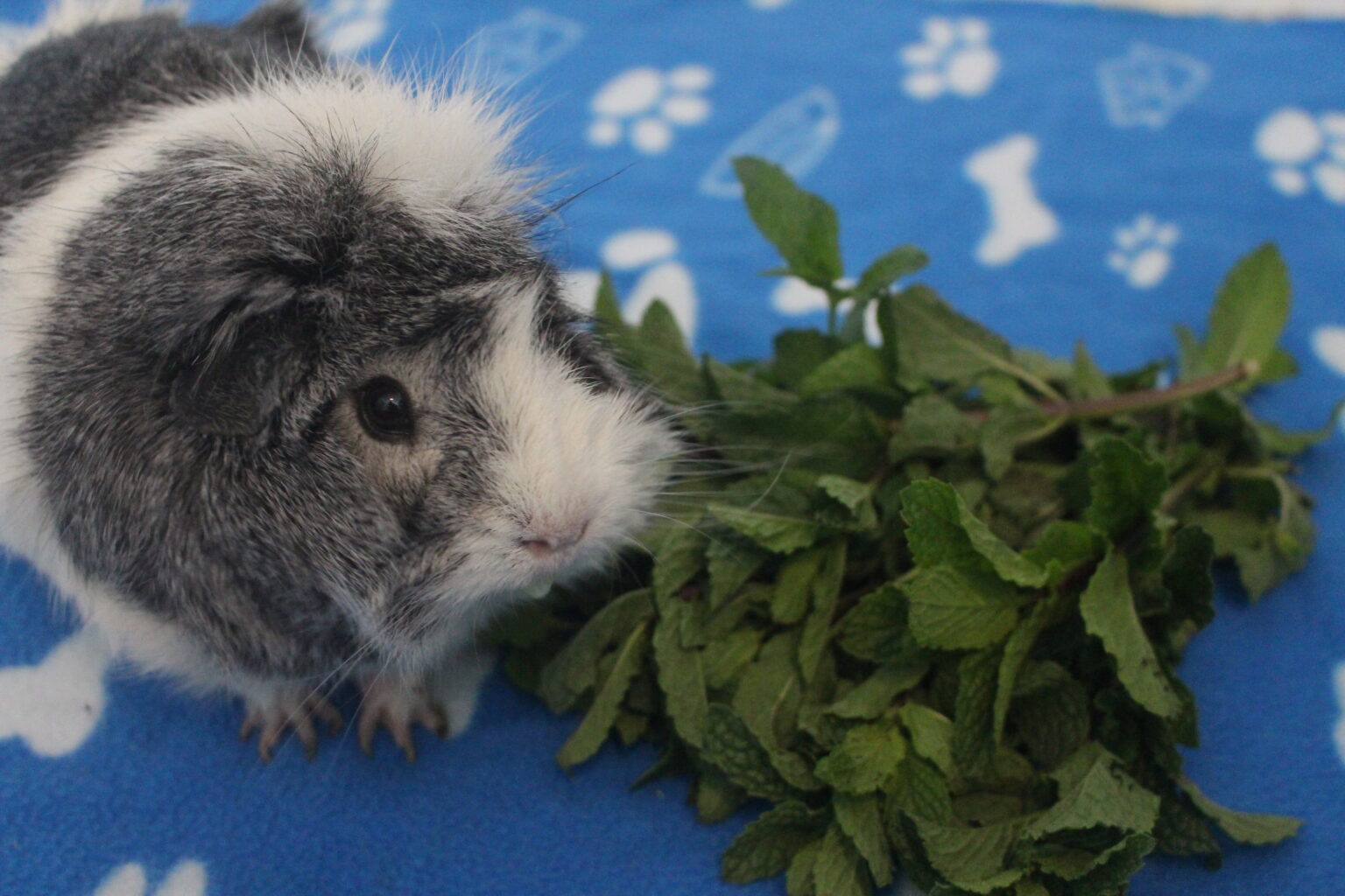 Can Guinea Pigs Eat Mint Leaves? (How Much Is Safe?) - Precisely Pets