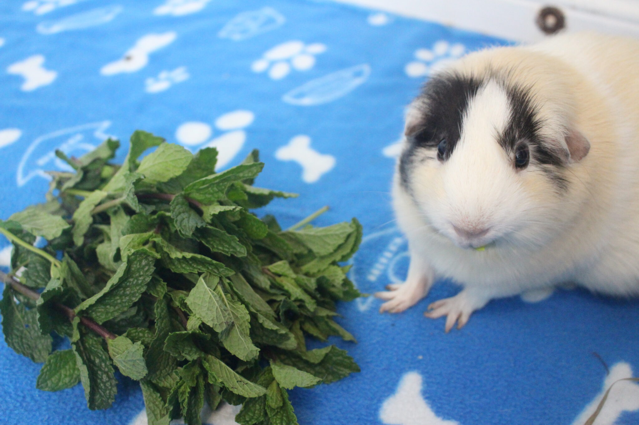 Can Guinea Pigs Eat Mint Leaves? (How Much Is Safe?) - Precisely Pets