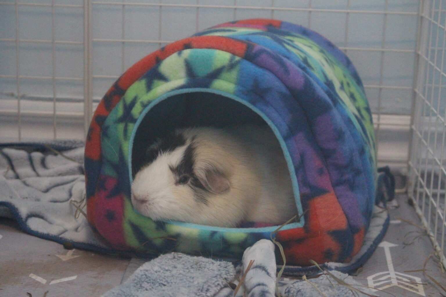 10 Signs Of Old Age In Guinea Pigs (How To Tell When Your Piggy Is A ...