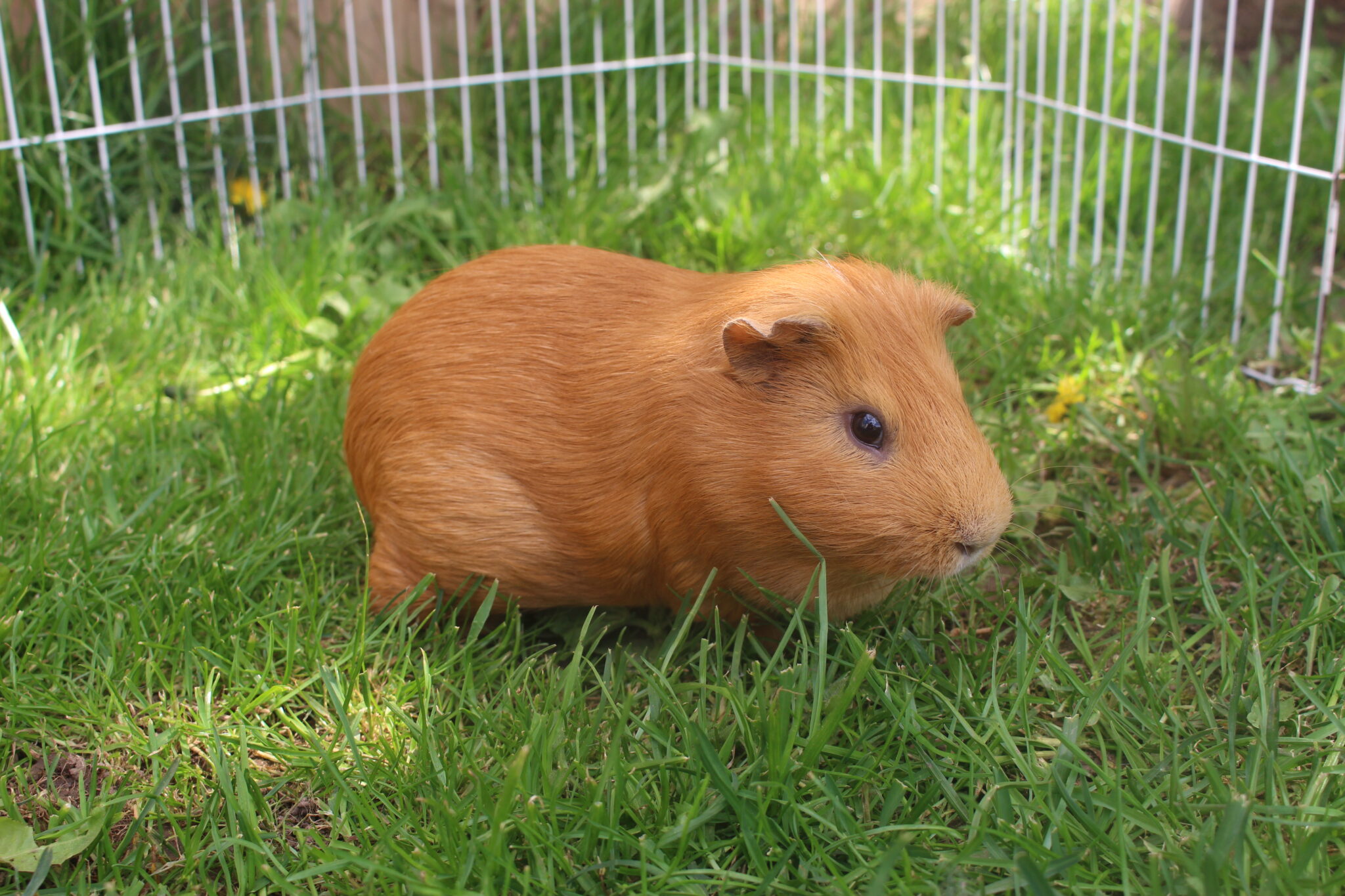 What Is A Guinea Pig's Age In Human Years? (Conversion Chart ...