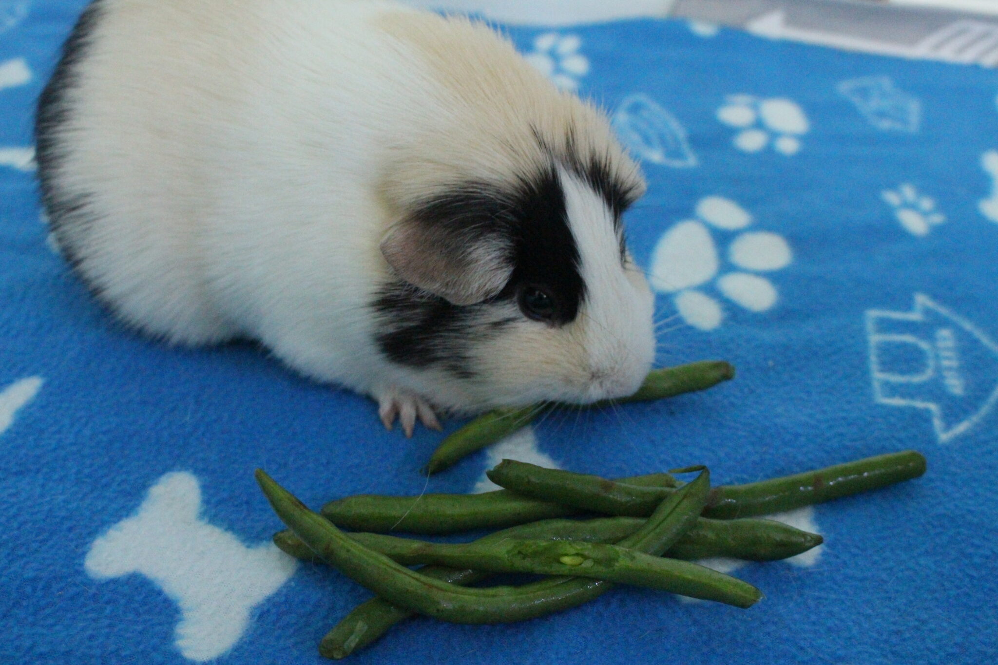 Can Guinea Pigs Eat Green Beans? (How Much Is Safe?) - Precisely Pets