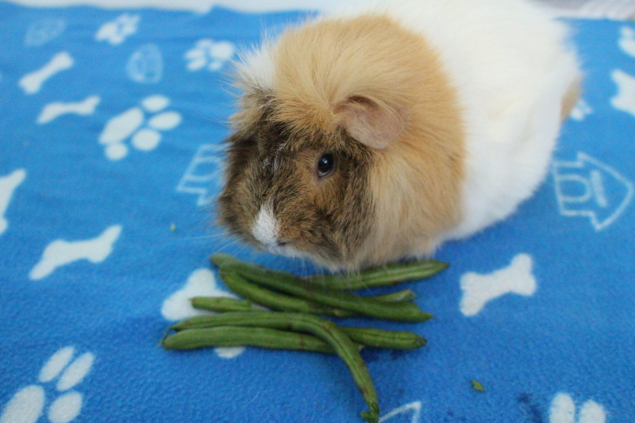 Can Guinea Pigs Eat Green Beans? (How Much Is Safe?) - Precisely Pets