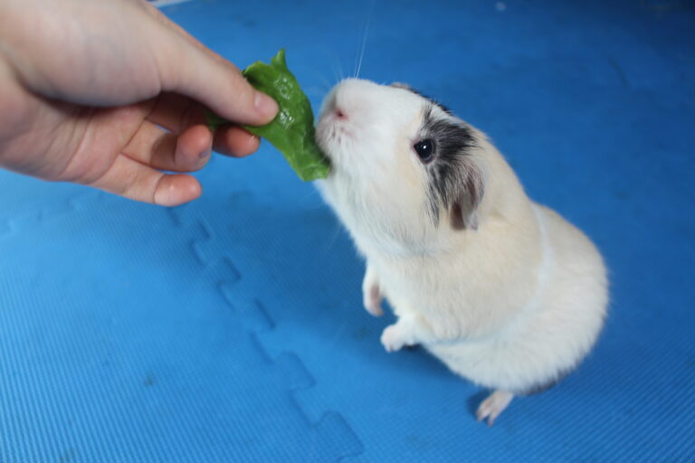 How To Tell If Your Guinea Pig Is Sad Or Depressed (10 Signs And What ...