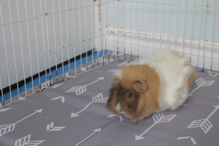 Guinea Pig Enrichment Ideas & Toys - Precisely Pets