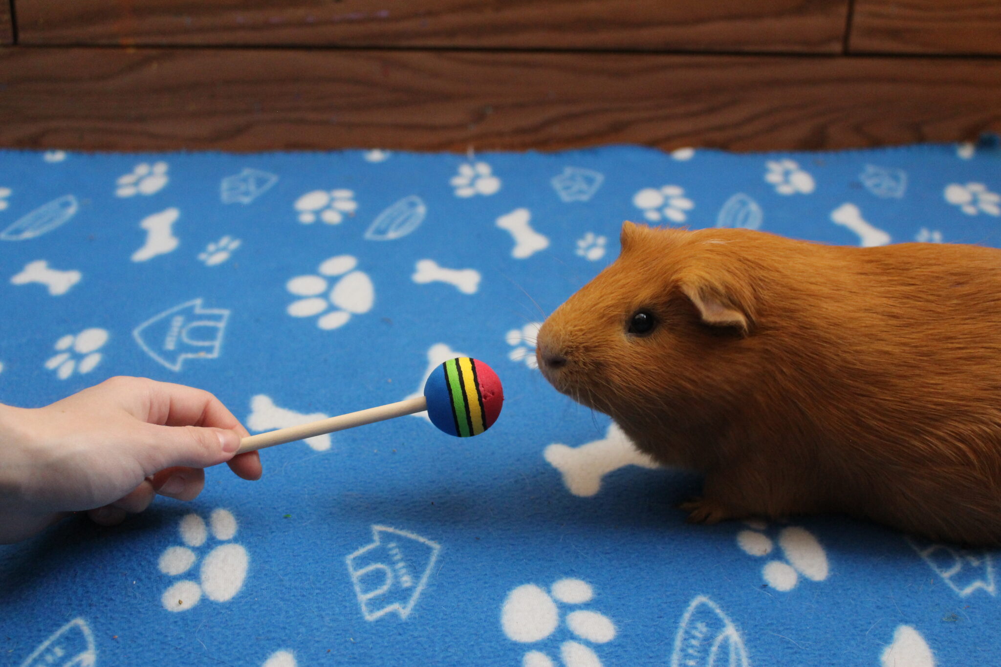 Guinea Pig Enrichment Ideas & Toys - Precisely Pets