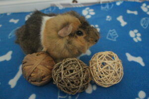 Guinea Pig Enrichment Ideas & Toys - Precisely Pets