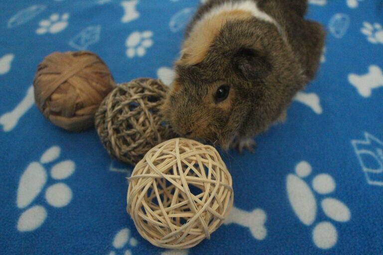 Guinea Pig Enrichment Ideas & Toys - Precisely Pets
