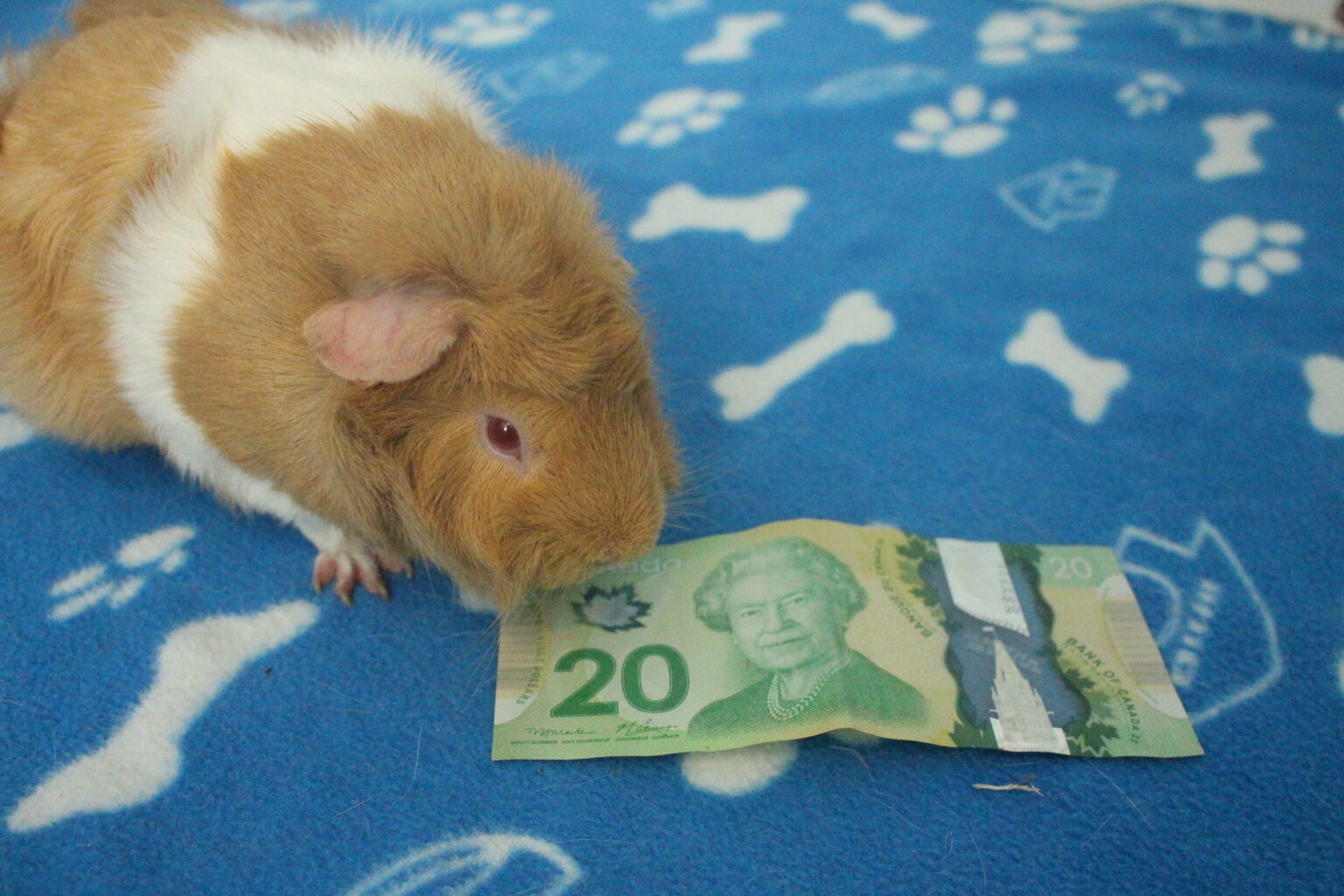 Guinea Pig Enrichment Ideas & Toys - Precisely Pets