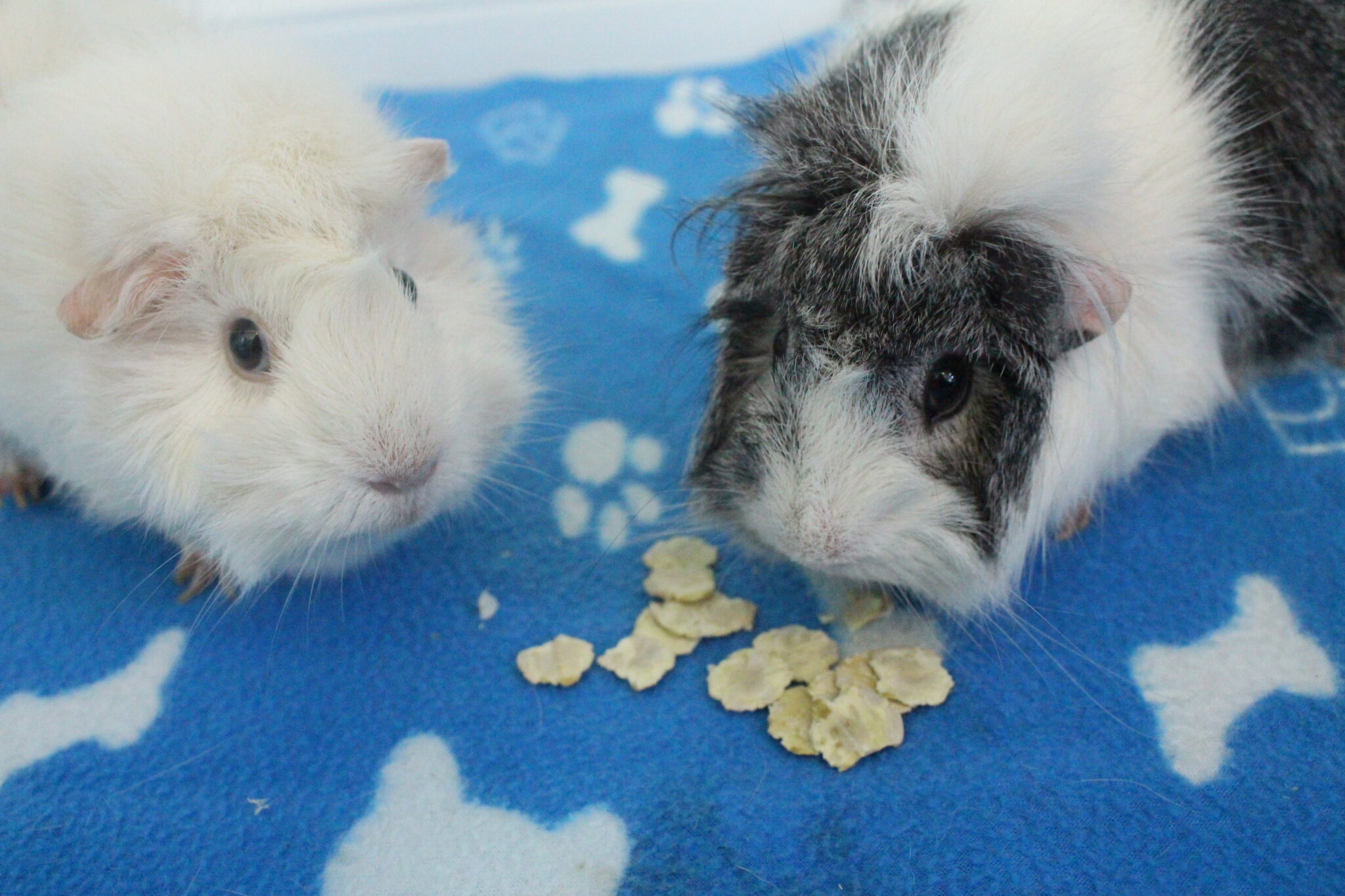 Can Guinea Pigs Eat Peas? (Sugar Snap, Pea Flakes, Risks And Concerns...) - Precisely Pets