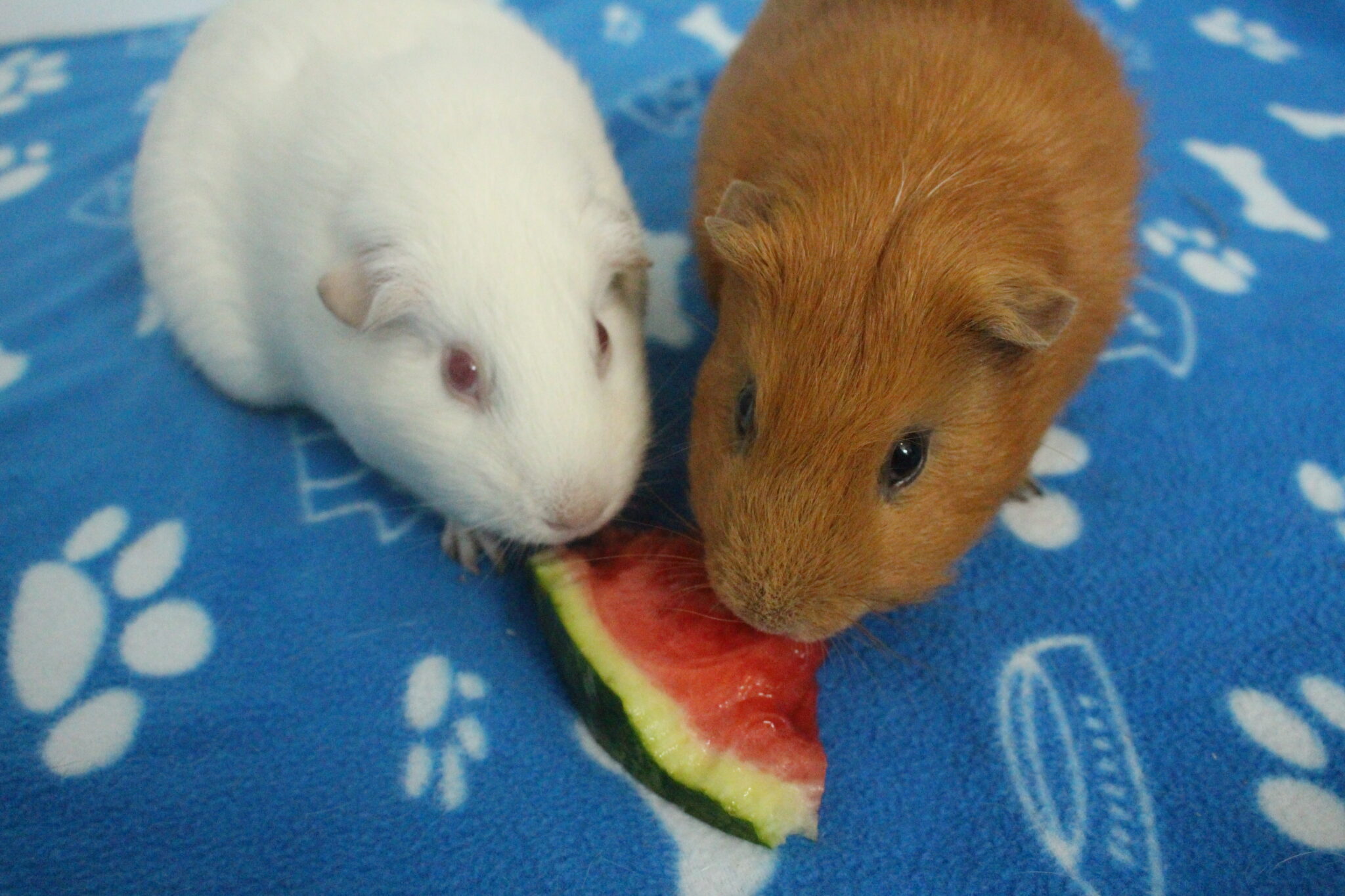 Male Vs. Female Guinea Pigs: Pros And Cons Of Each - Precisely Pets