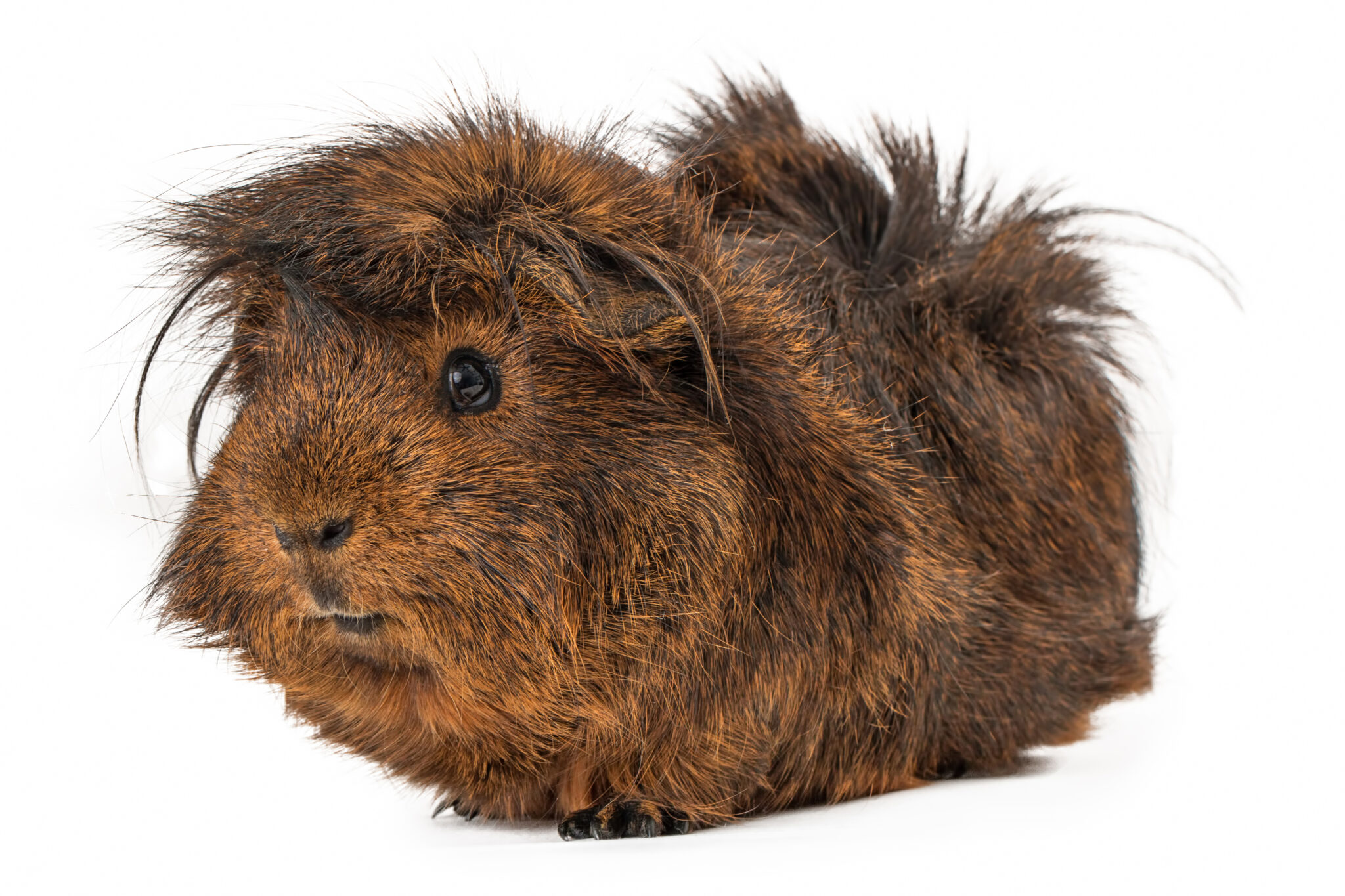 Do Guinea Pigs Have Tails? (Why Or Why Not) - Precisely Pets