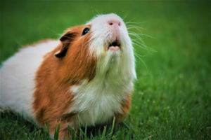 Are Guinea Pig Bites Dangerous? Can They Make You Sick? - Precisely Pets