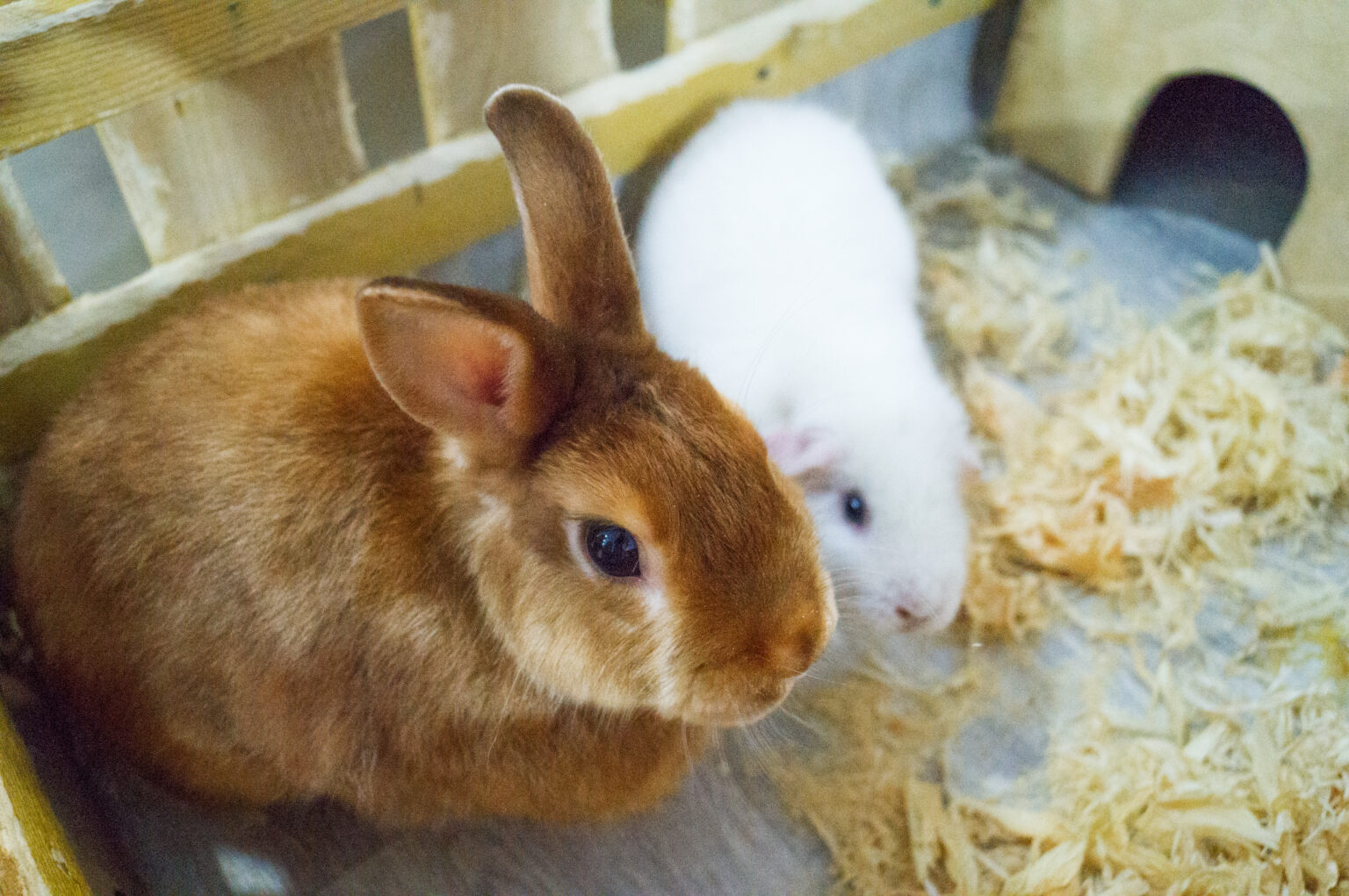Do Guinea Pigs Get Along With Rabbits? (Can They Play Or Live Together ...