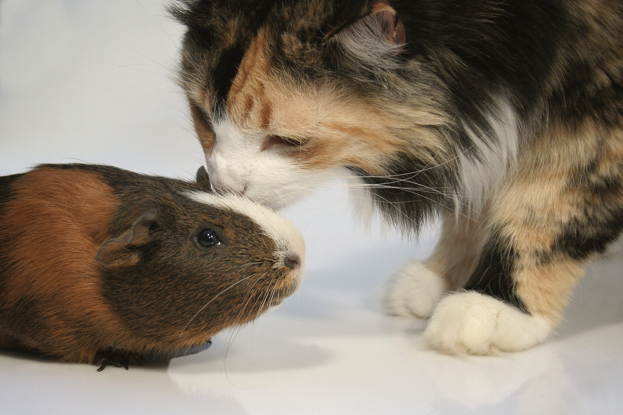 Do Guinea Pigs Get Along With Cats? (Can They Play Together ...