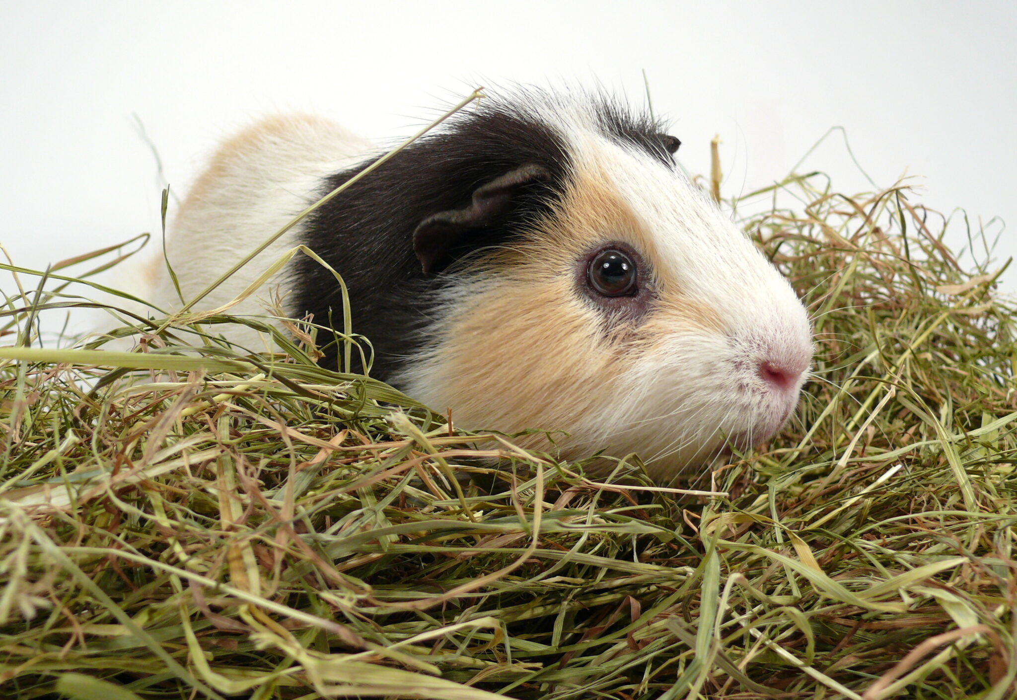 10 Signs Of Old Age In Guinea Pigs (How To Tell When Your Piggy Is A ...