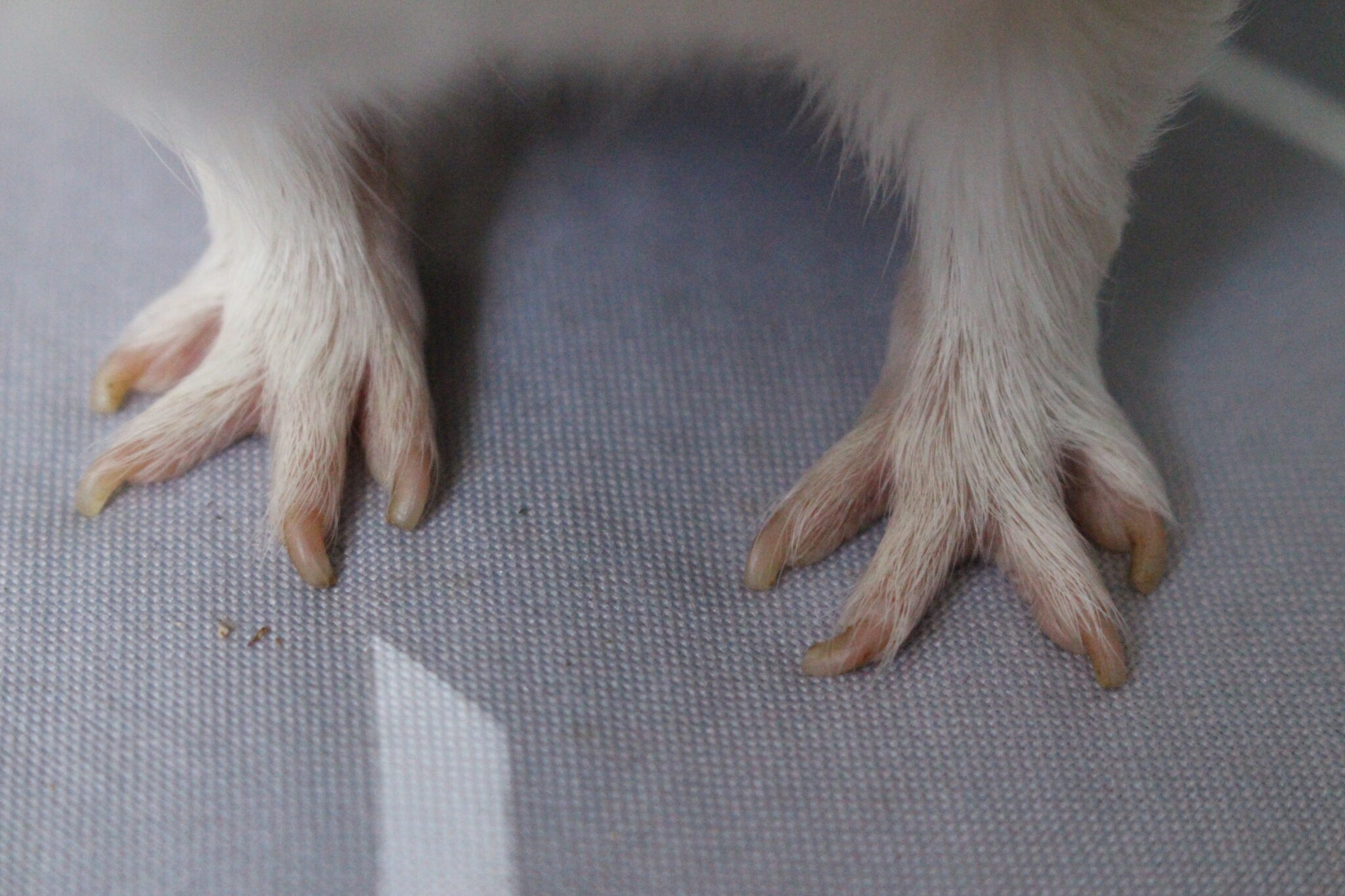 How To Tell Your Guinea Pig's Age (3 Methods) - Precisely Pets